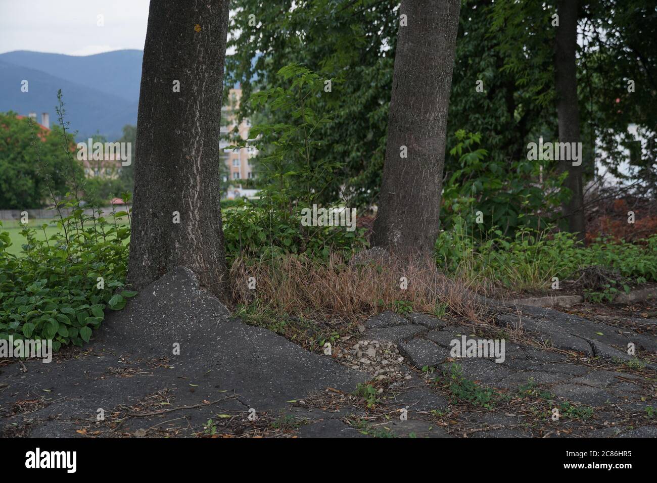 Two trees growing in a sidewalk covered by bitumen or asphalt. The ...