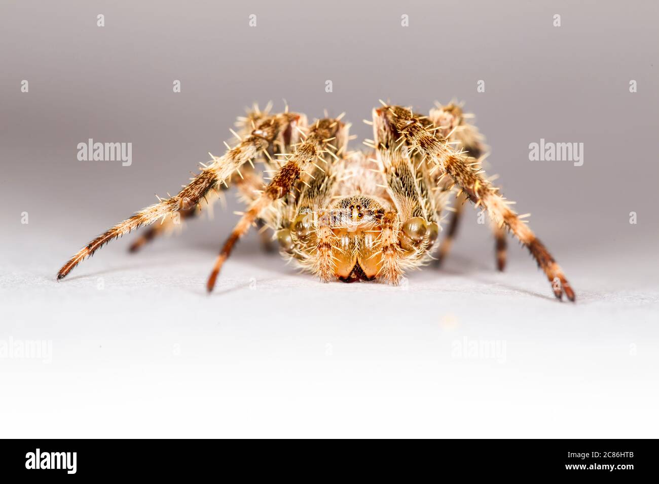 Spider. Spider wrapping its prey in silk. Nature background Stock Photo ...