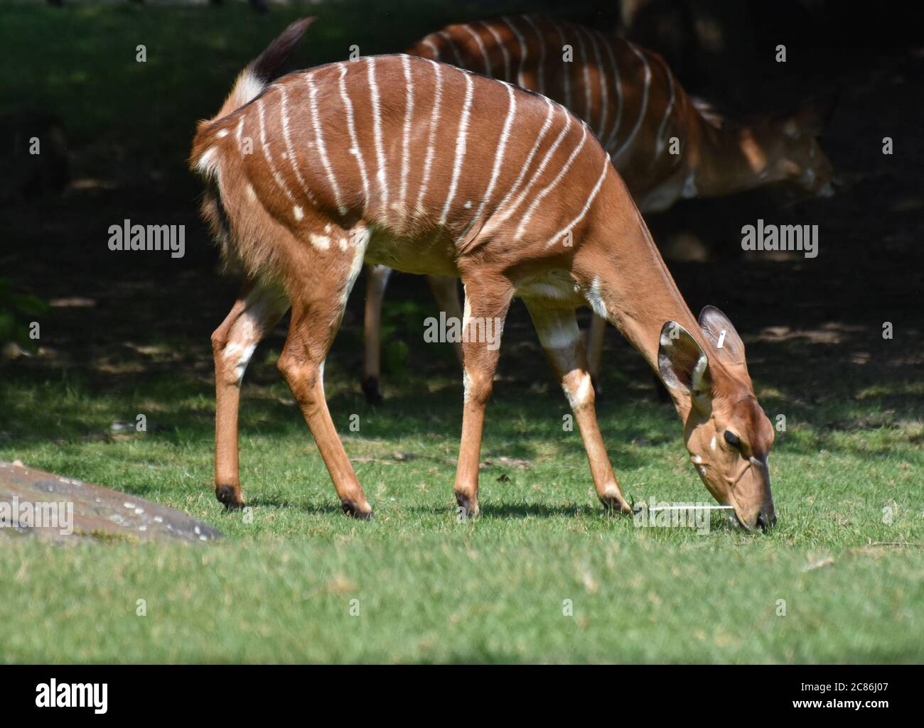 Nyala eating hi-res stock photography and images - Alamy