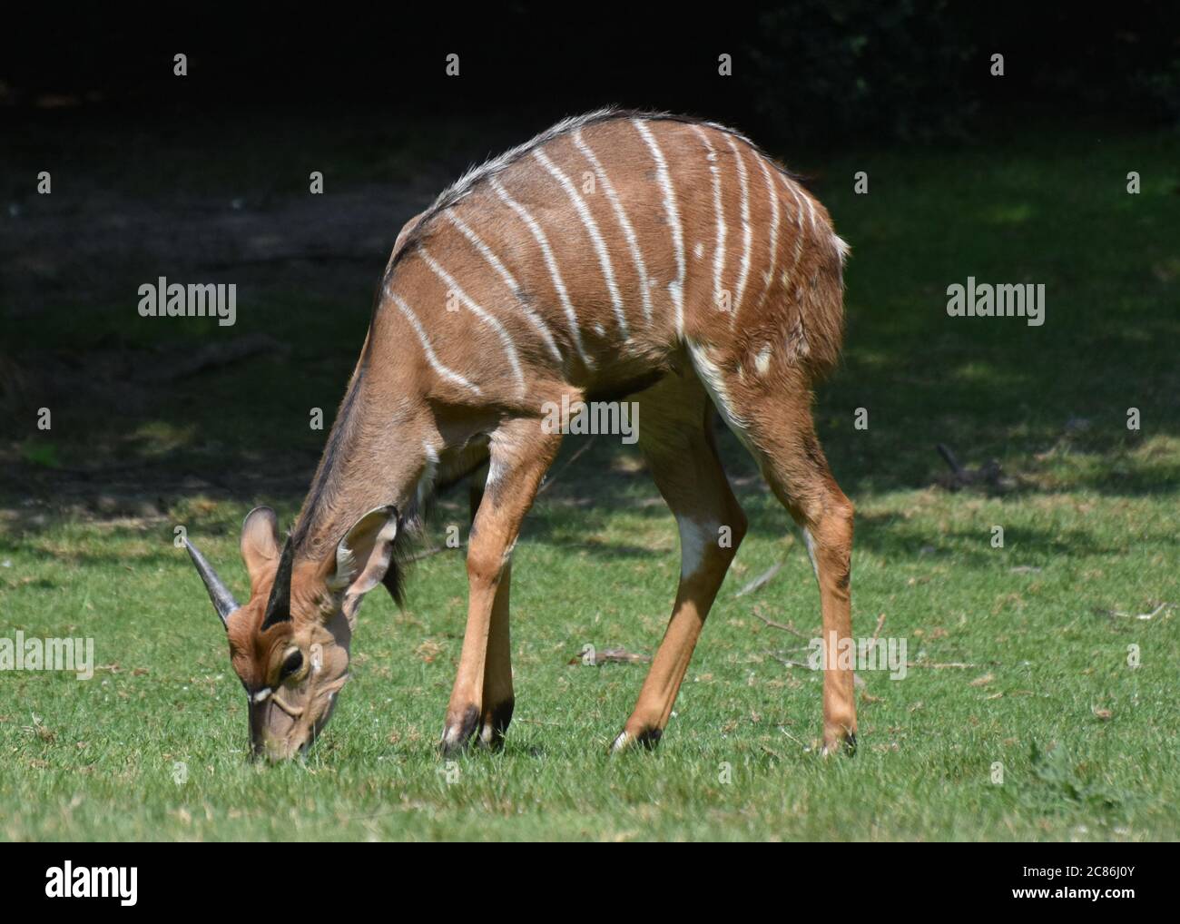 Gorgeous Nyala Antelope Eating Grass for Lunch Stock Photo - Alamy