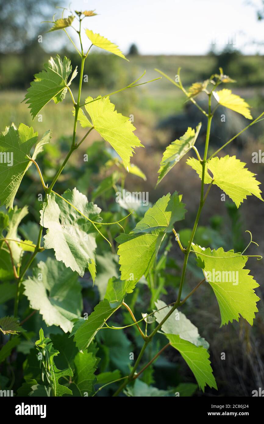 Young grape vine in the farm garden Stock Photo - Alamy