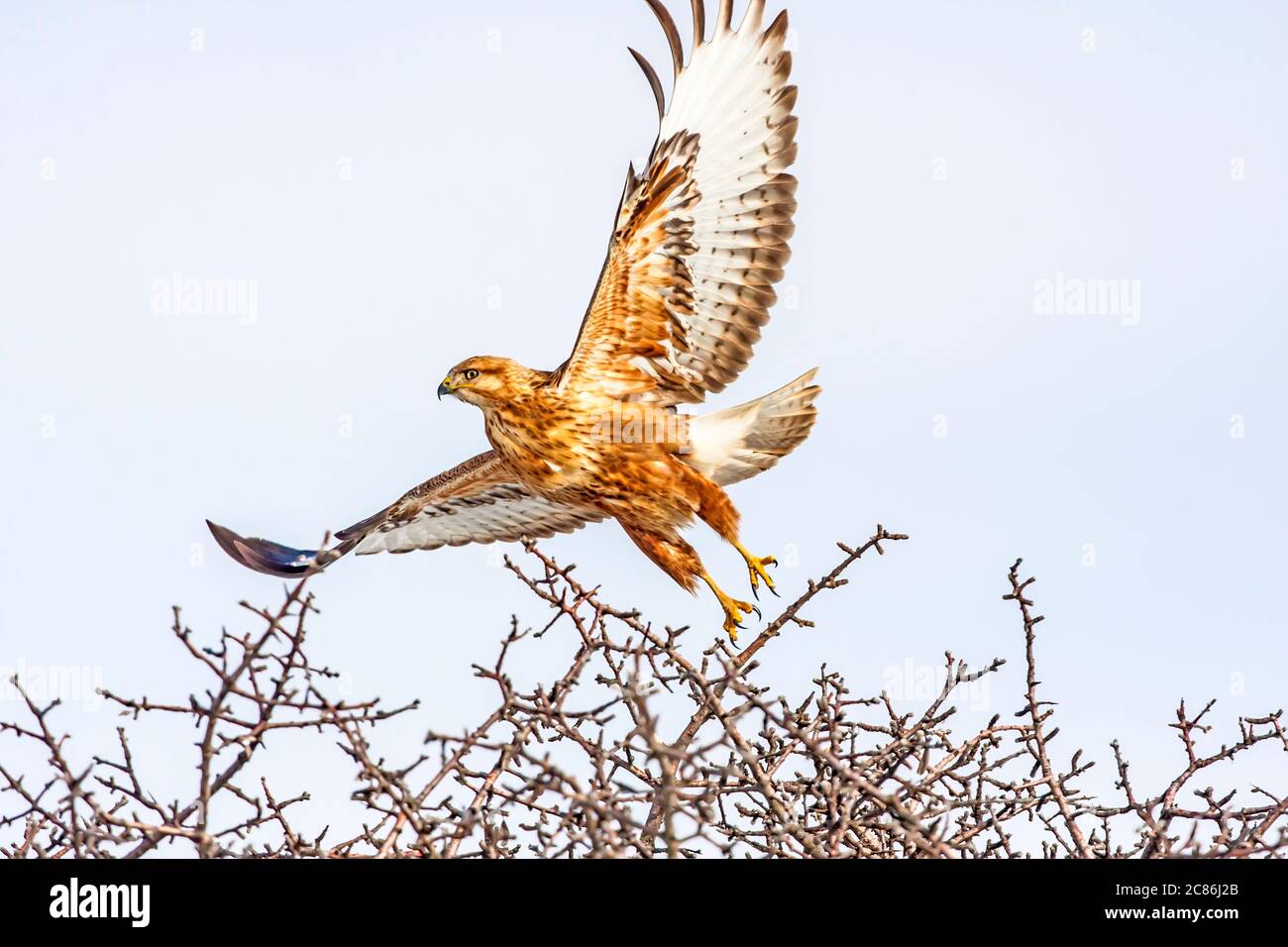 Bird of prey. Flying Buzzard. Blue sky background Stock Photo - Alamy