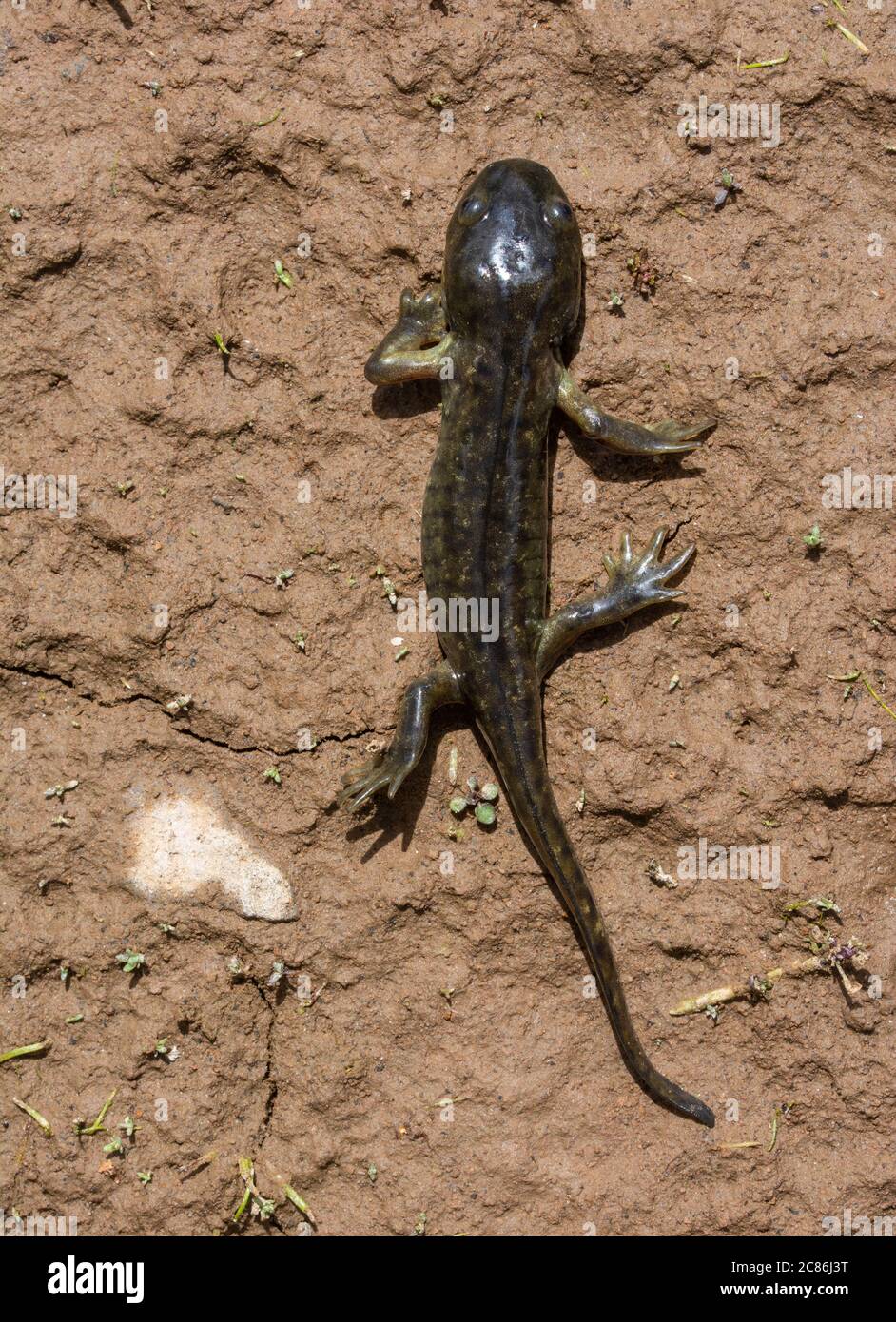 Tiger salamanders colorado hi-res stock photography and images - Alamy