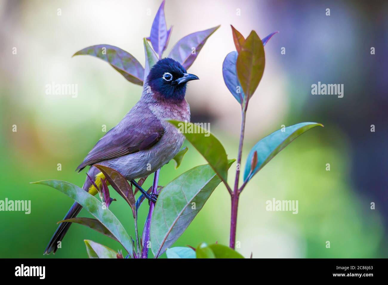 White spectacled Bulbul. Green nature background. Pycnonotus ...