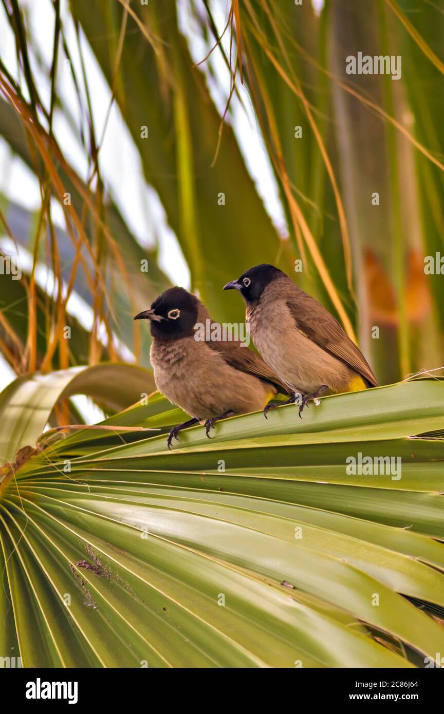 White spectacled Bulbul. Green nature background. Pycnonotus ...