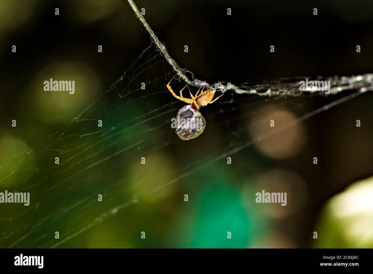 Spider. Spider wrapping its prey in silk. Nature background Stock Photo ...