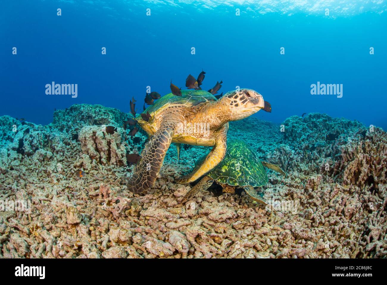 These green sea turtles, Chelonia mydas, an endangered species, are ...