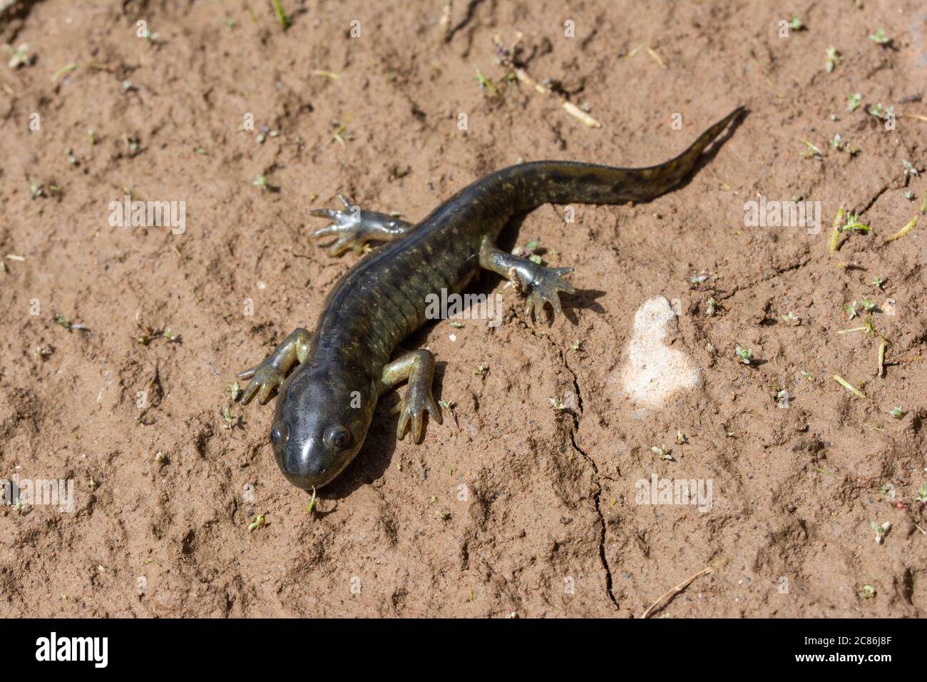 Tiger salamanders colorado hi-res stock photography and images - Alamy