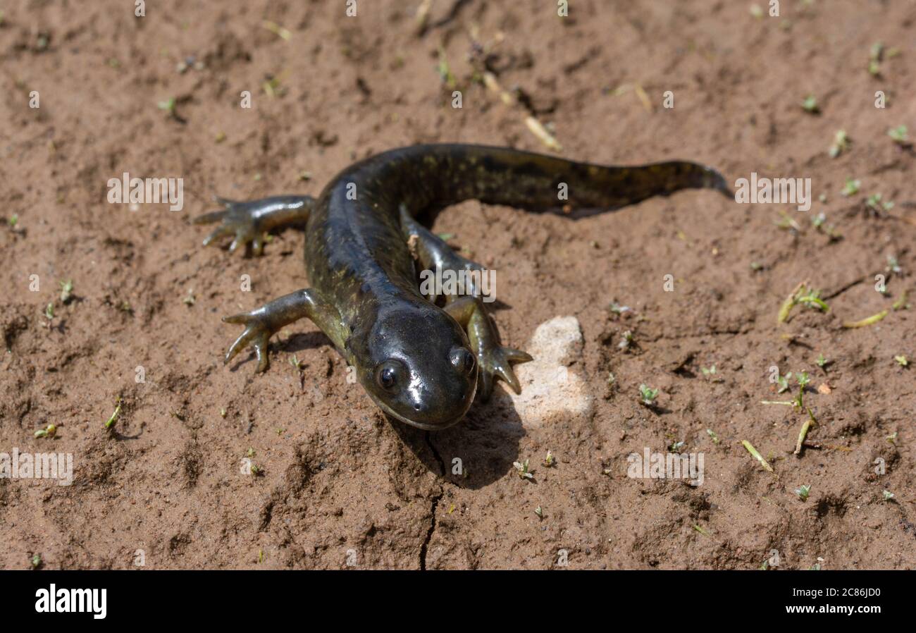 Tiger salamanders colorado hi-res stock photography and images - Alamy