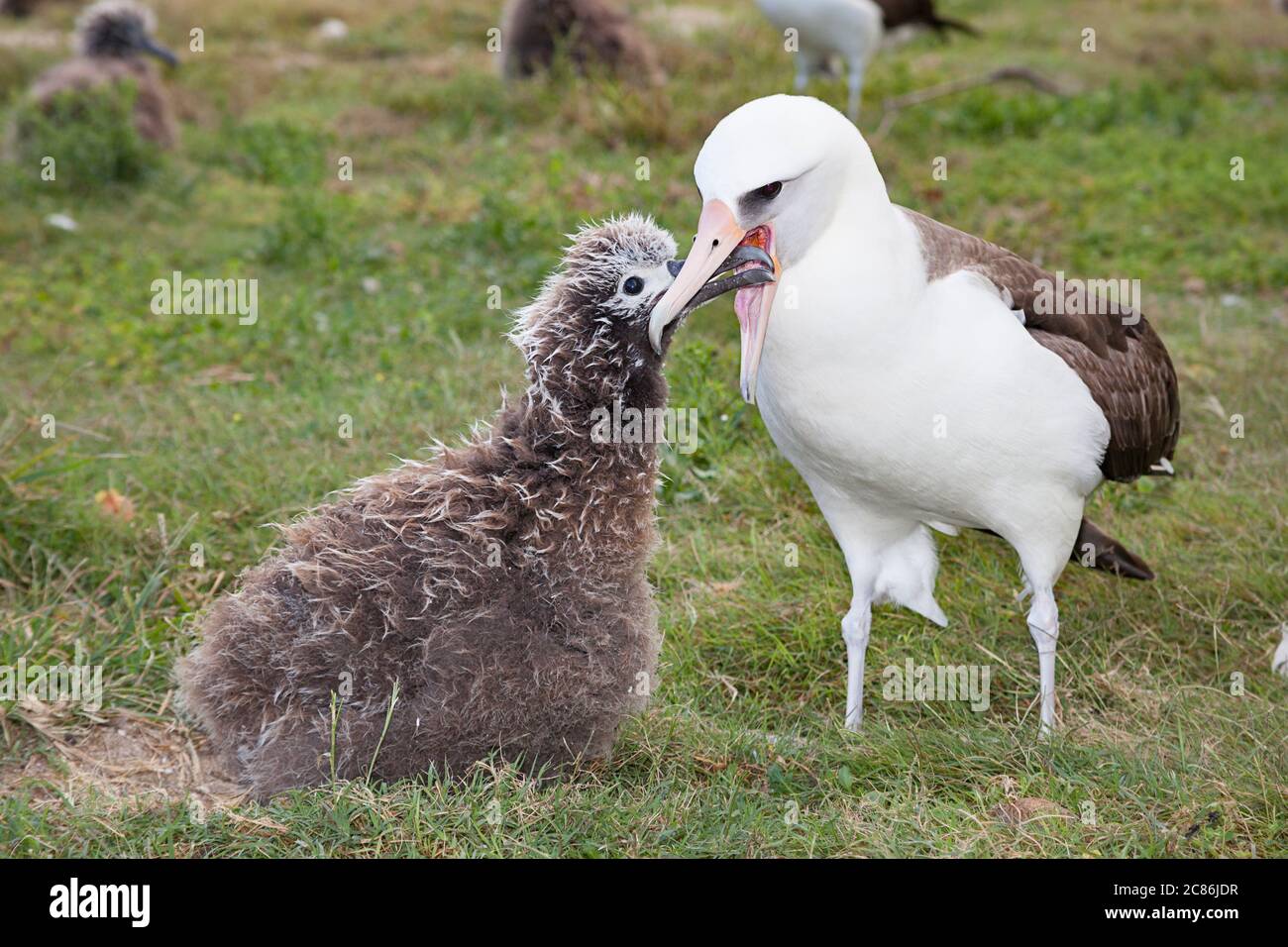 Albatross feeding its young hi-res stock photography and images - Alamy