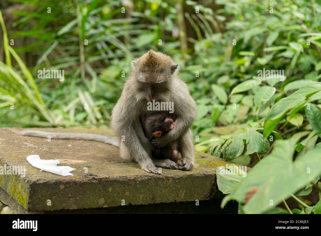 Monkeys in Ubud Bali Stock Photo - Alamy