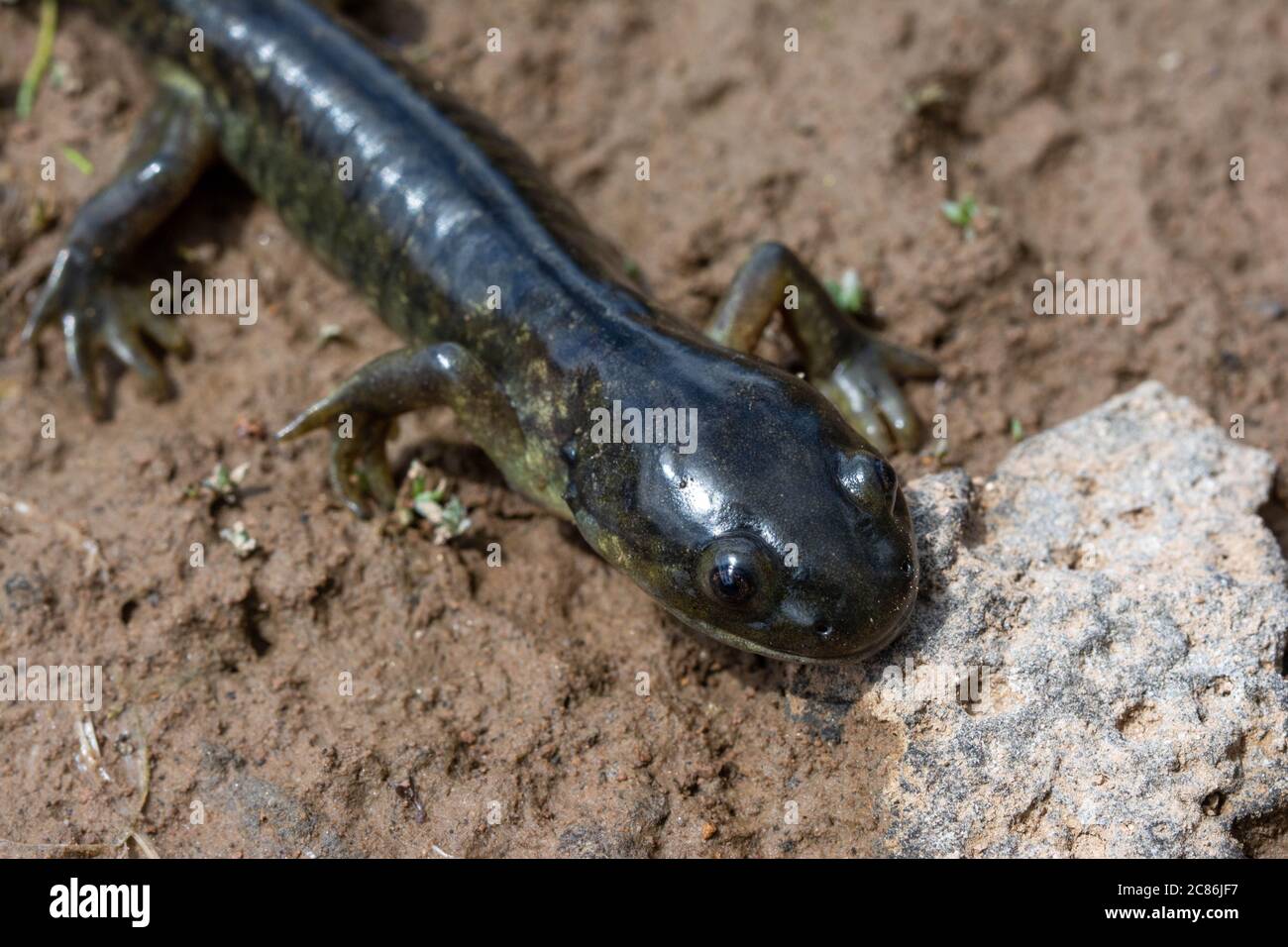 Tiger salamanders colorado hi-res stock photography and images - Alamy