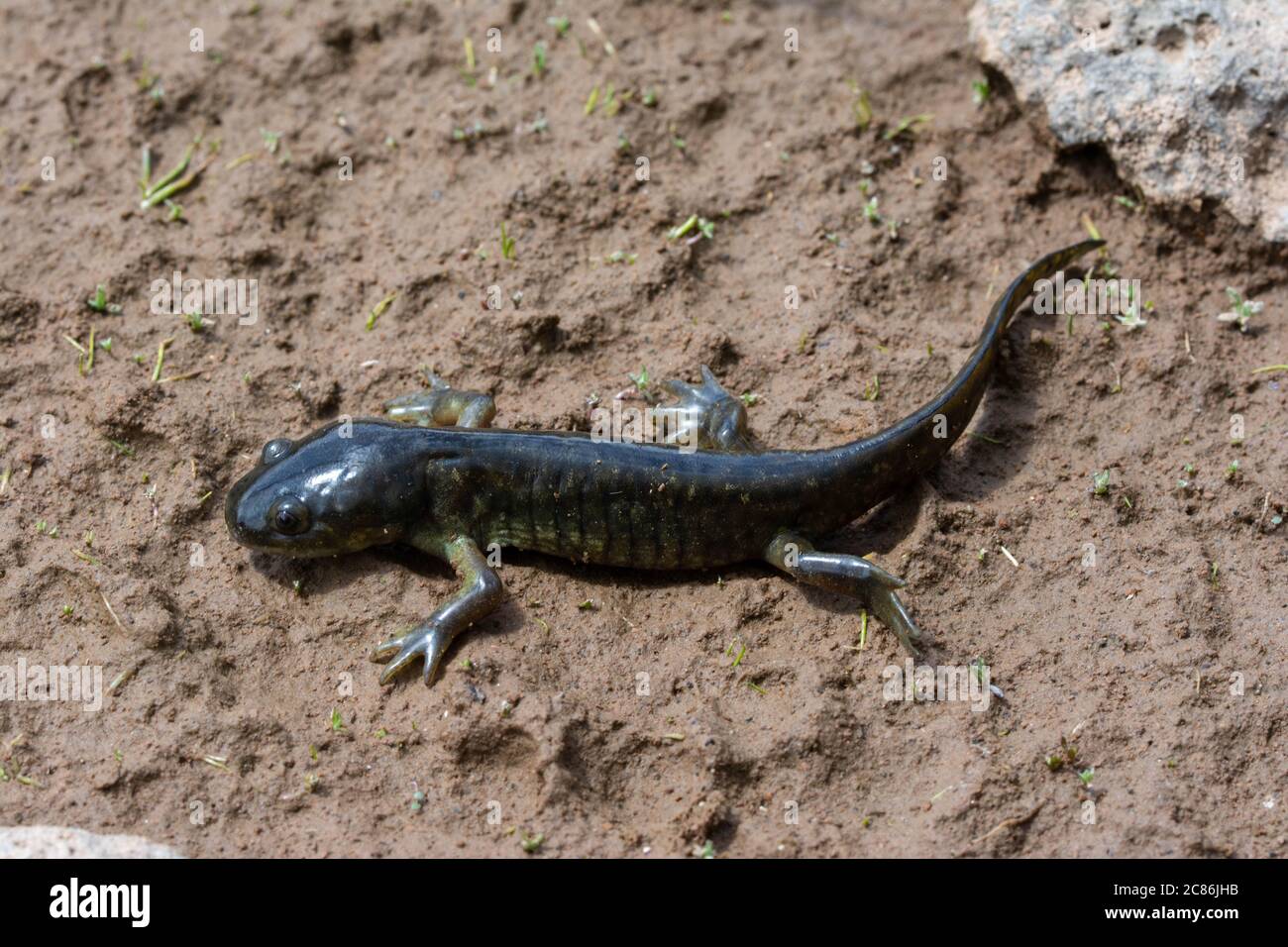 Terrestrial salamanders hi-res stock photography and images - Alamy