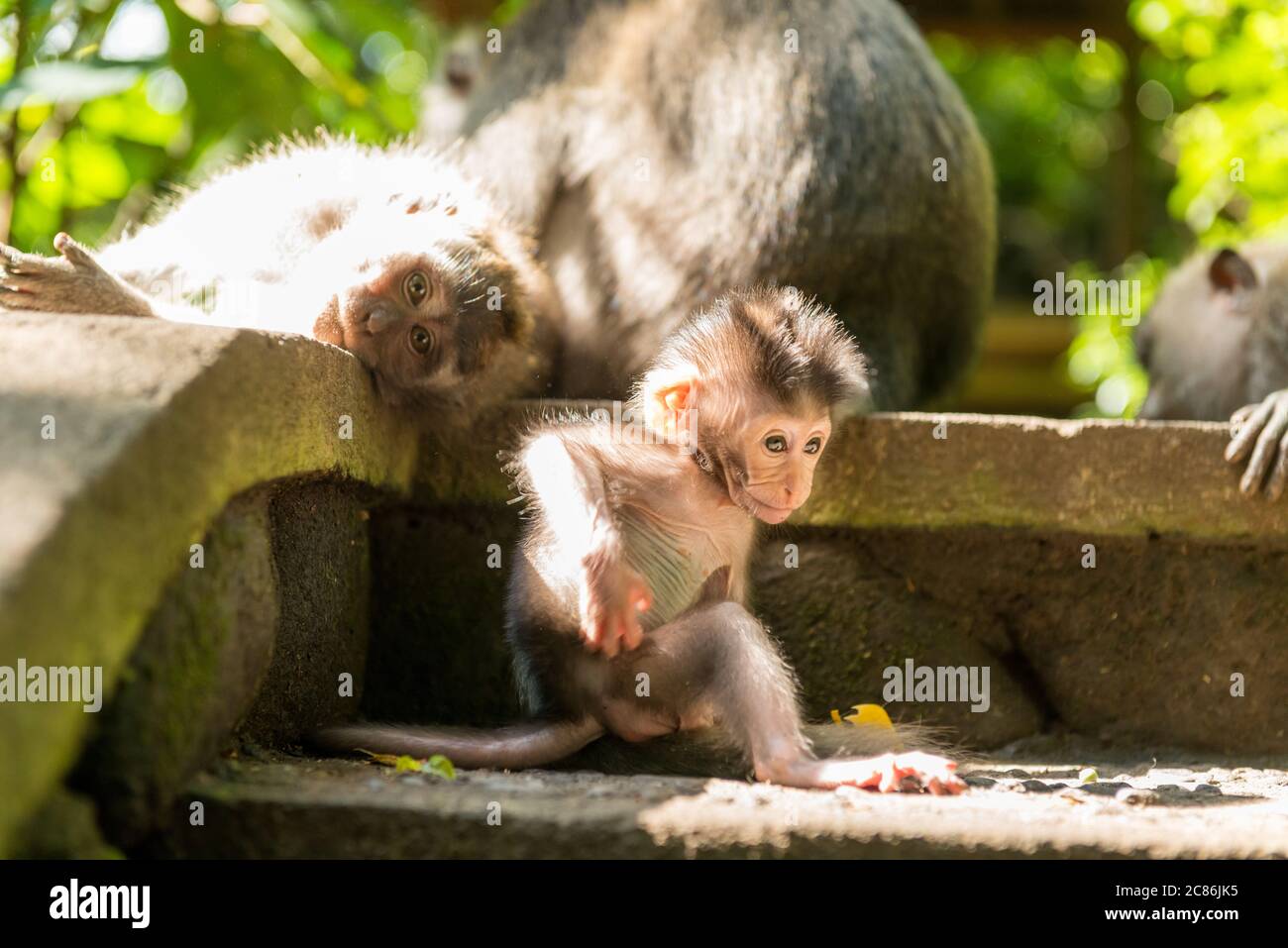 Monkeys in Ubud Bali Stock Photo - Alamy