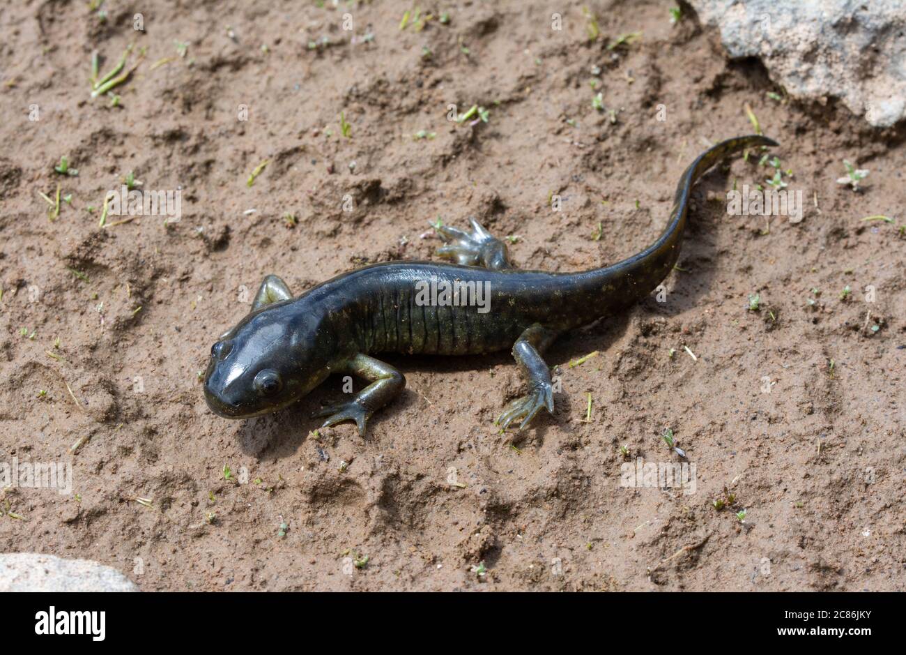 Tiger salamanders colorado hi-res stock photography and images - Alamy