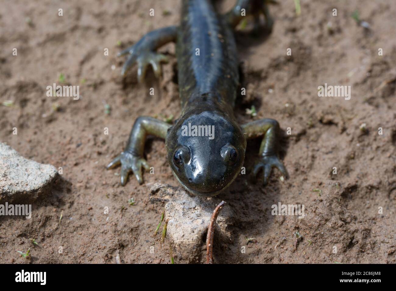 Tiger salamanders colorado hi-res stock photography and images - Alamy
