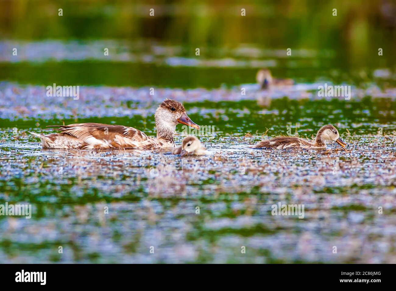 Duck. Red crested Pochard. Colorful nature habitat background. Common ...