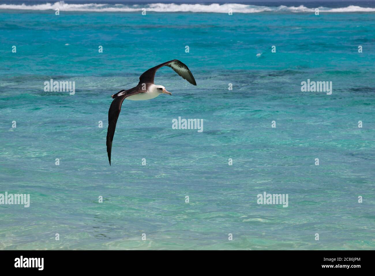 Laysan albatross, Phoebastria immutabilis, Sand Island, Midway Atoll ...