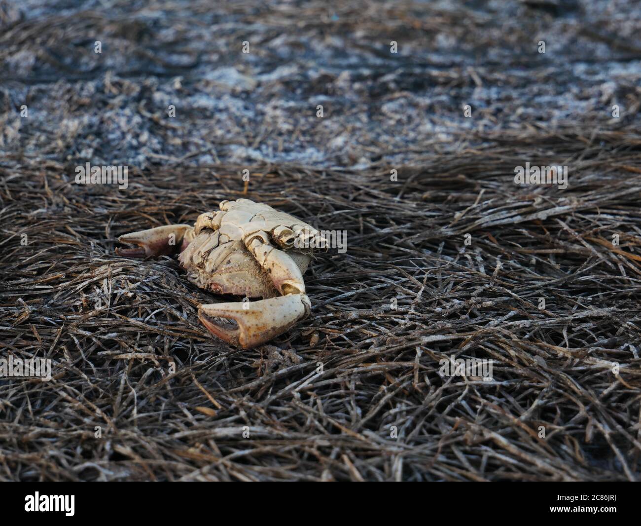Dead animals drought hi-res stock photography and images - Alamy
