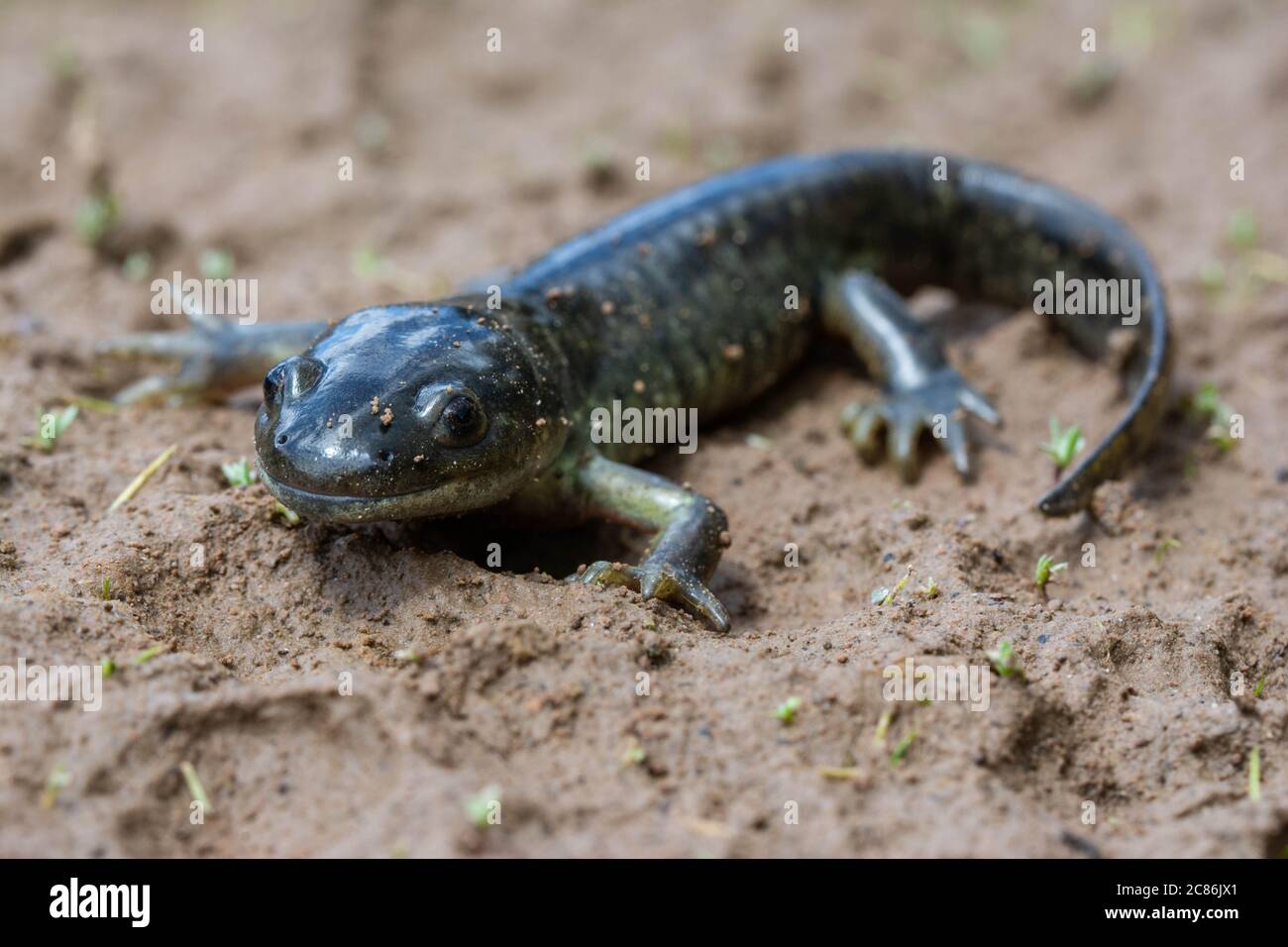 Tiger salamanders colorado hi-res stock photography and images - Alamy