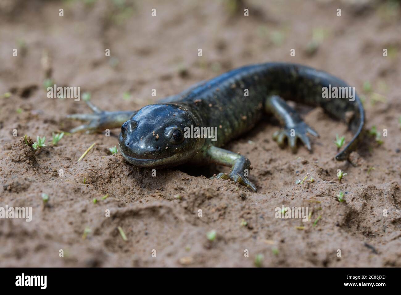 Tiger salamanders colorado hi-res stock photography and images - Alamy