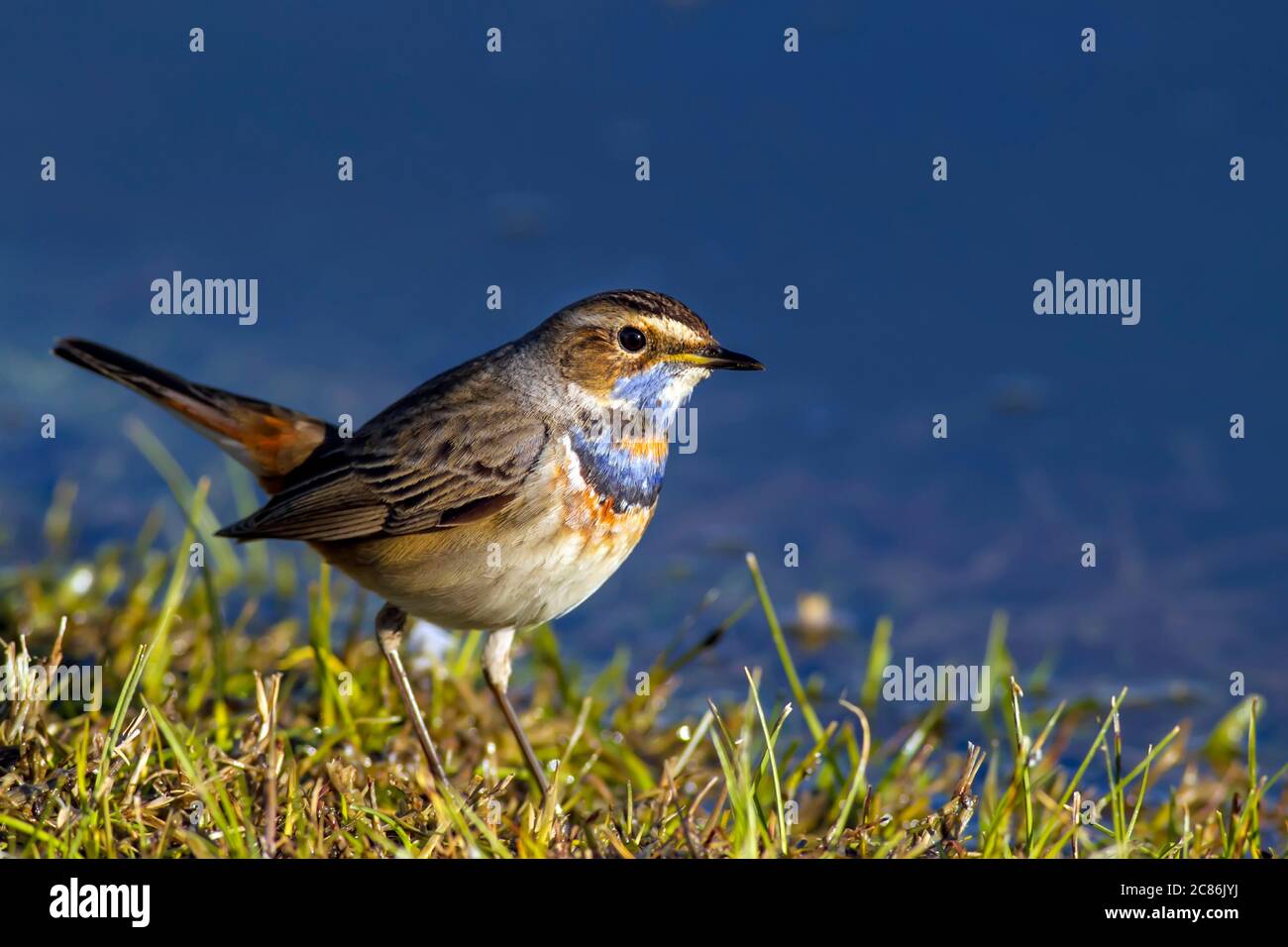 Cute bird. Blue water background. Bird: Bluethroat / Luscinia svecica ...