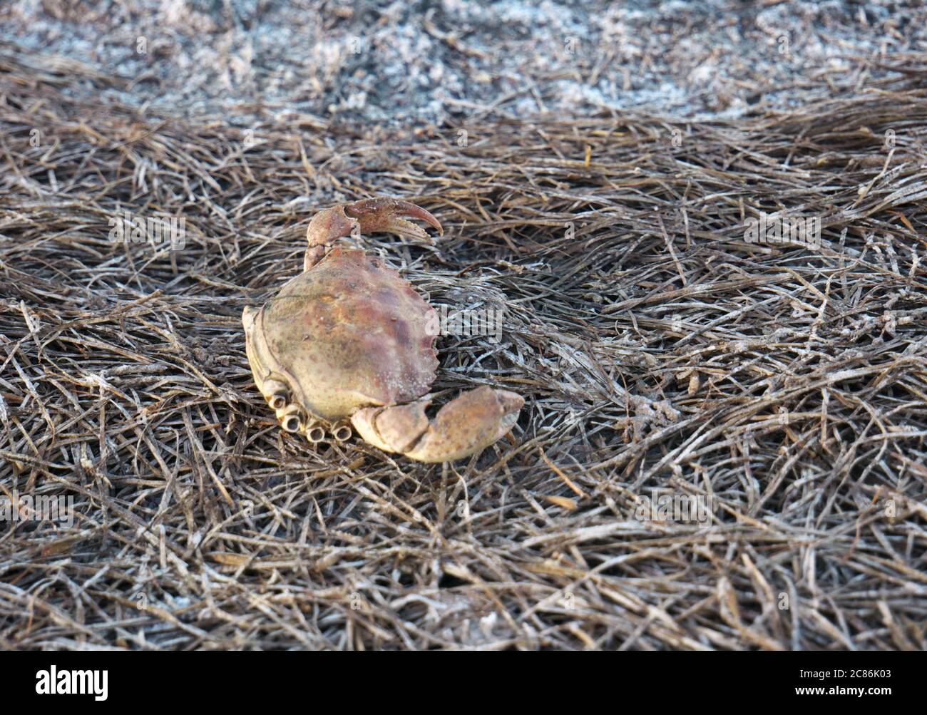 Dead animals drought hi-res stock photography and images - Alamy
