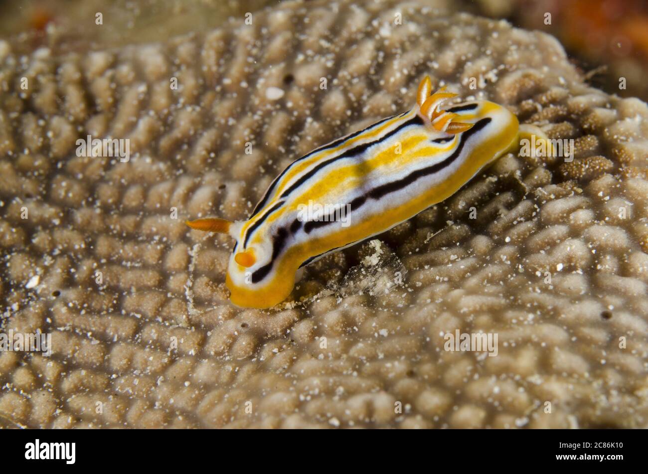 Pyjama nudibranch, Chromodoris quadricolor, Chromodorididae, Batangas ...