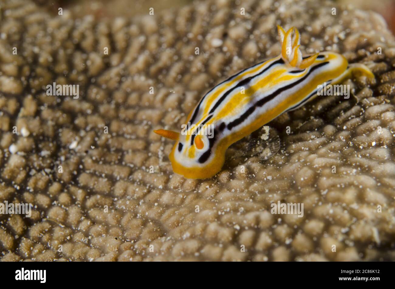 Pyjama nudibranch, Chromodoris quadricolor, Chromodorididae, Batangas ...