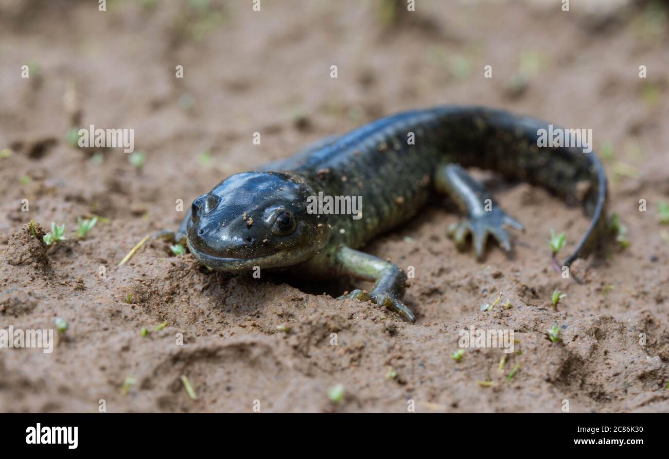 Tiger salamanders colorado hi-res stock photography and images - Alamy