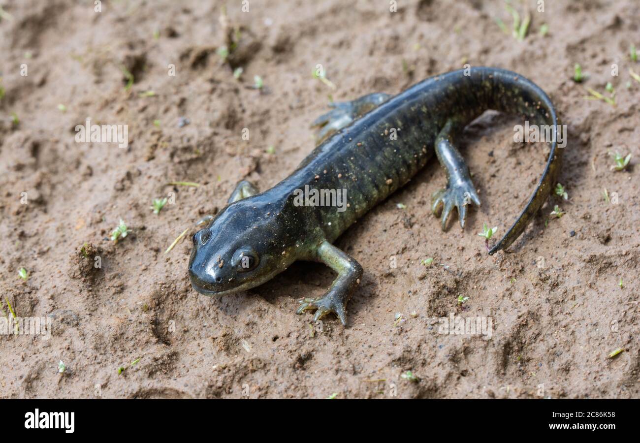 Tiger salamanders colorado hi-res stock photography and images - Alamy