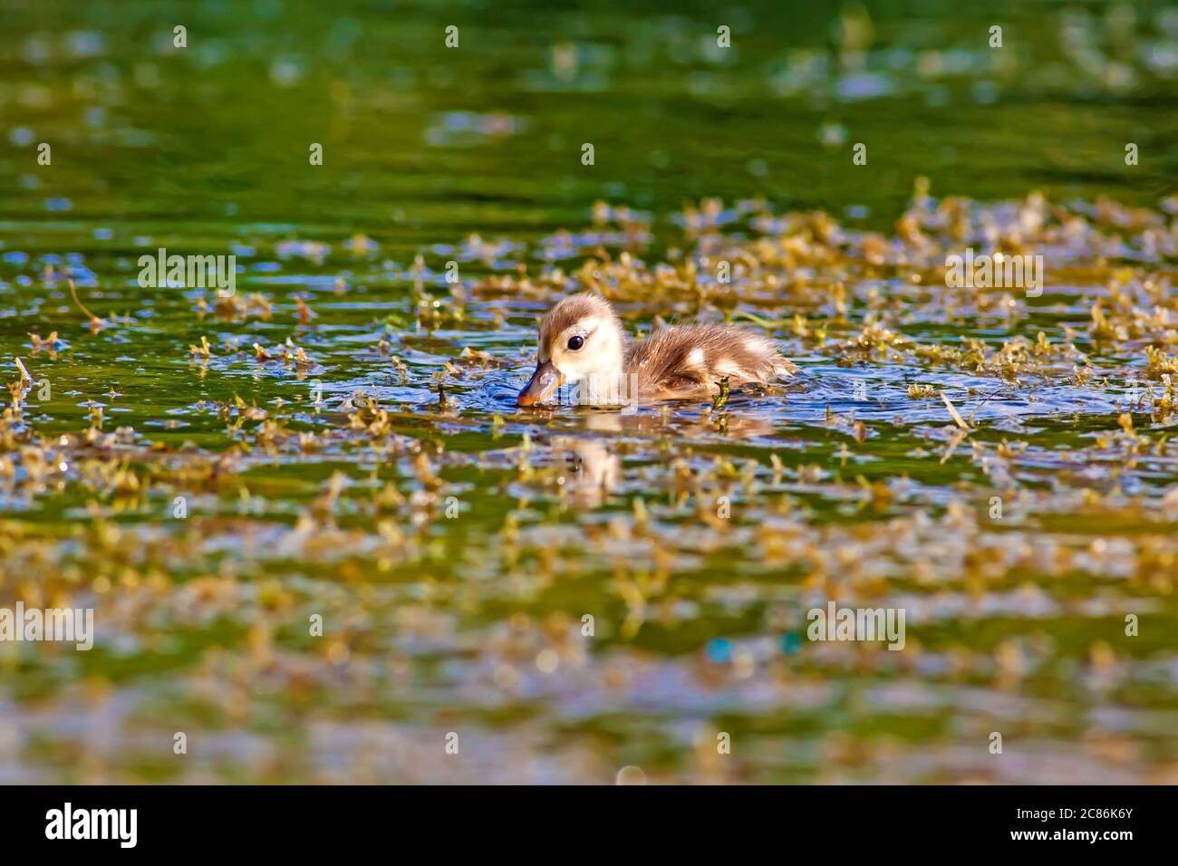 Duck. Red crested Pochard. Colorful nature habitat background. Common ...