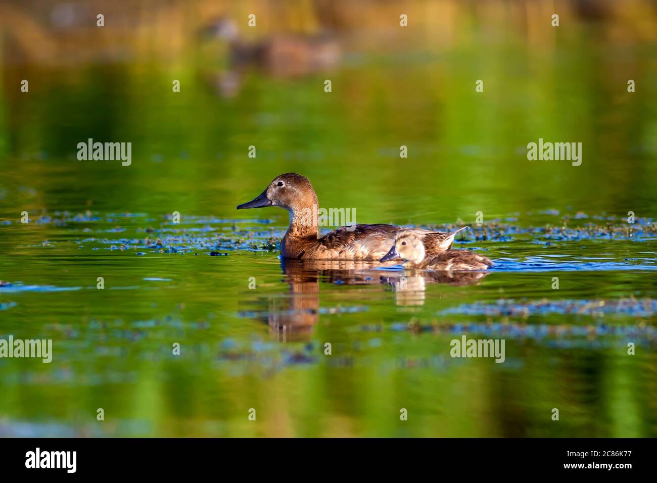 Cute duck family. Natural background. Bird: Common Pochard. Aythya ...