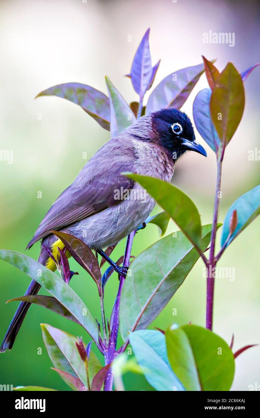 White spectacled Bulbul. Green nature background. Pycnonotus ...