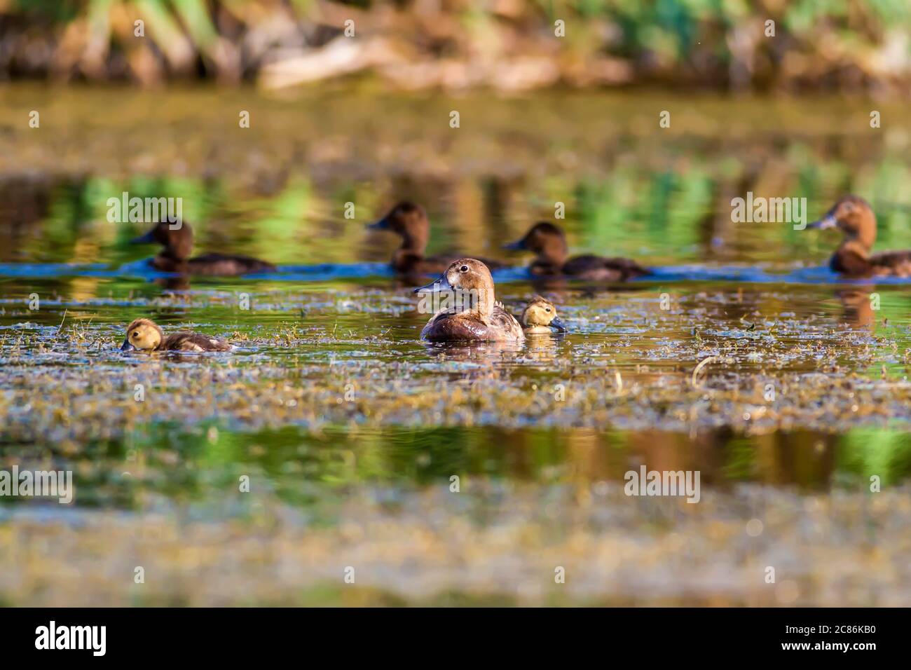 Cute duck family. Natural background. Bird: Common Pochard. Aythya ...