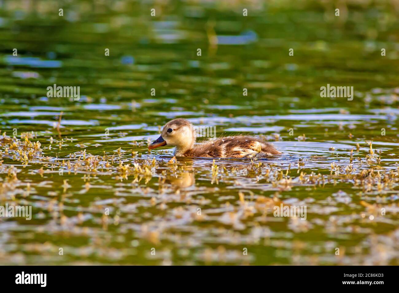 Duck. Red crested Pochard. Colorful nature habitat background. Common ...