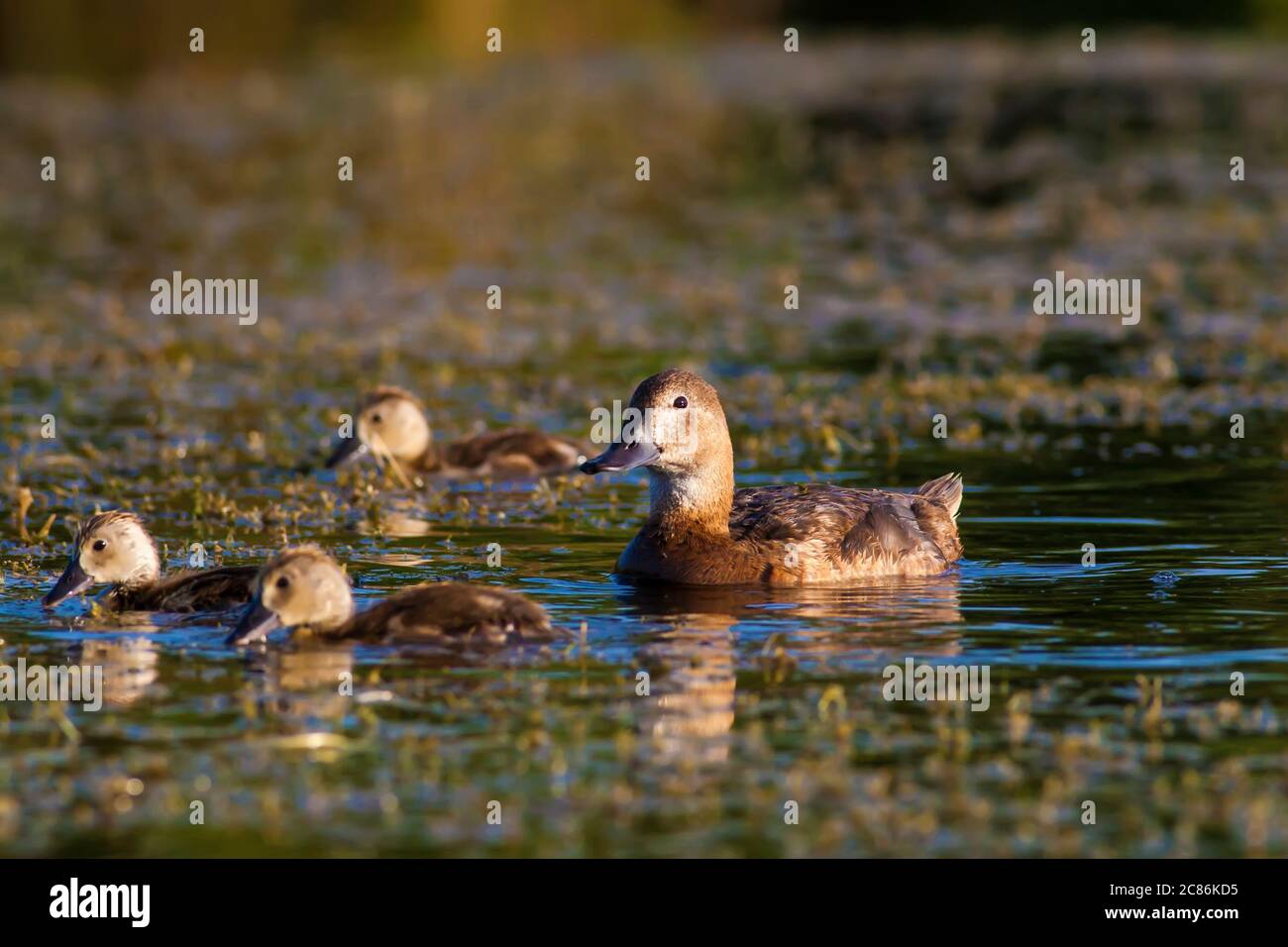Cute duck family. Natural background. Bird: Common Pochard. Aythya ...