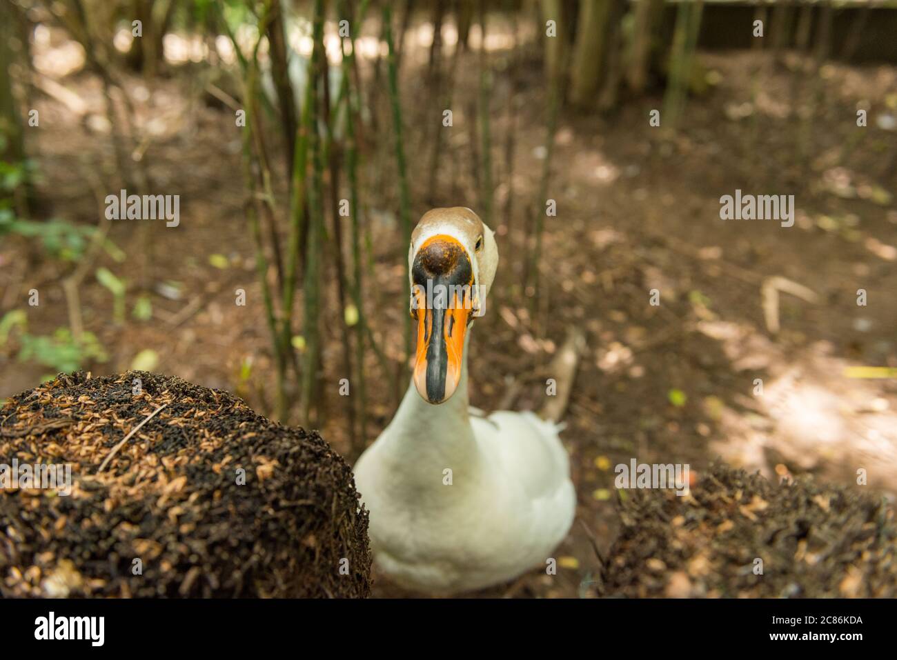 Bali bird park in Sanur Stock Photo - Alamy