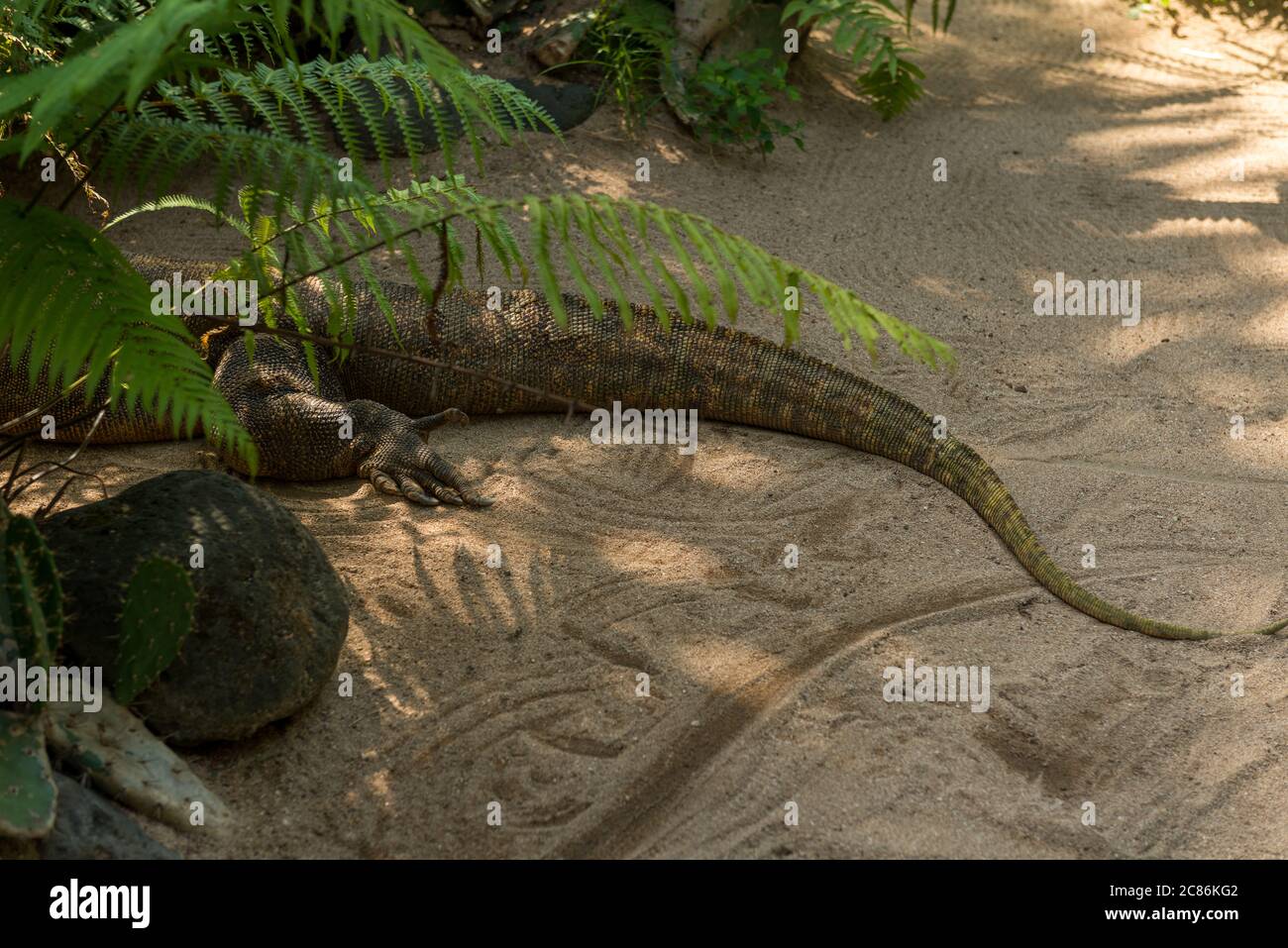 Comodo dragon hi-res stock photography and images - Alamy