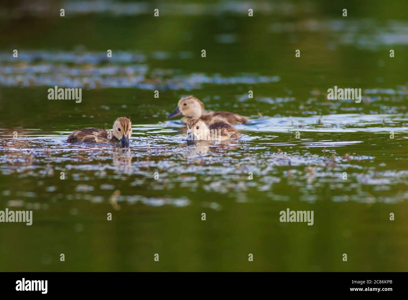 Duck. Red crested Pochard. Colorful nature habitat background. Common ...