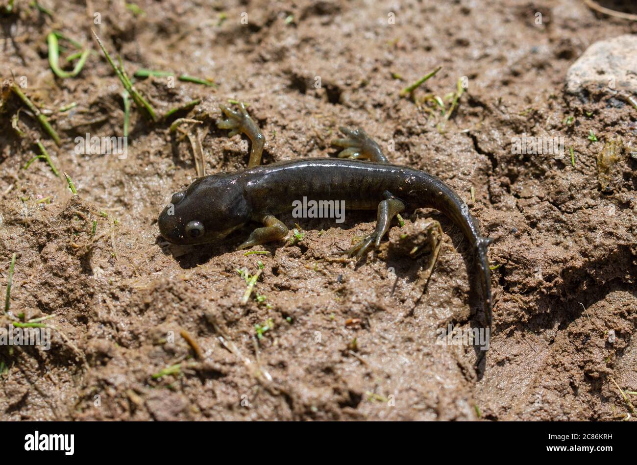 Tiger salamanders colorado hi-res stock photography and images - Alamy