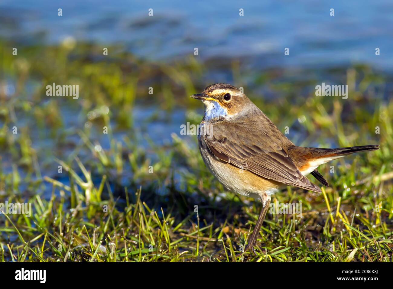 Cute bird. Blue water background. Bird: Bluethroat / Luscinia svecica ...
