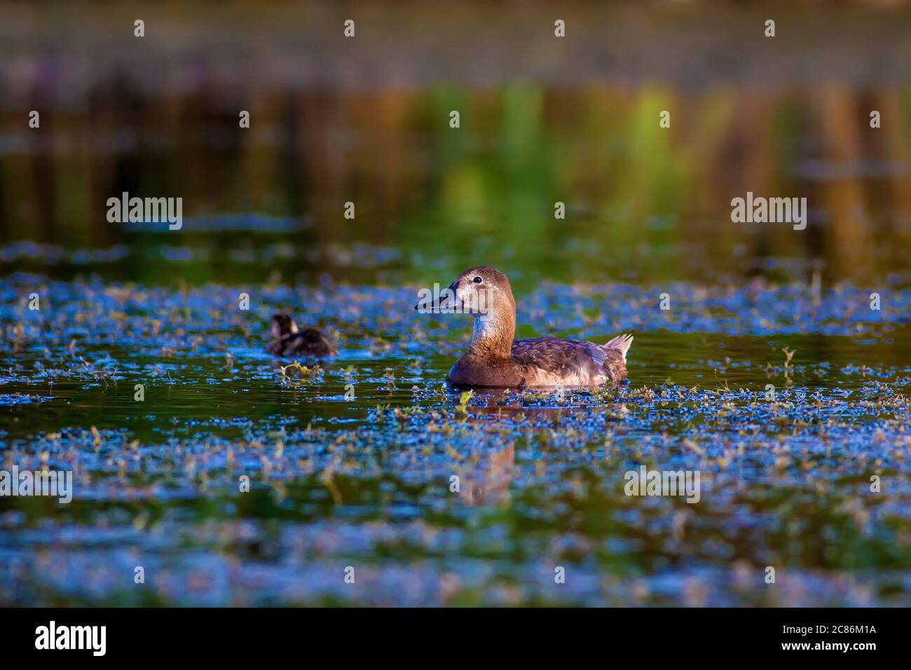 Cute duck family. Natural background. Bird: Common Pochard. Aythya ...