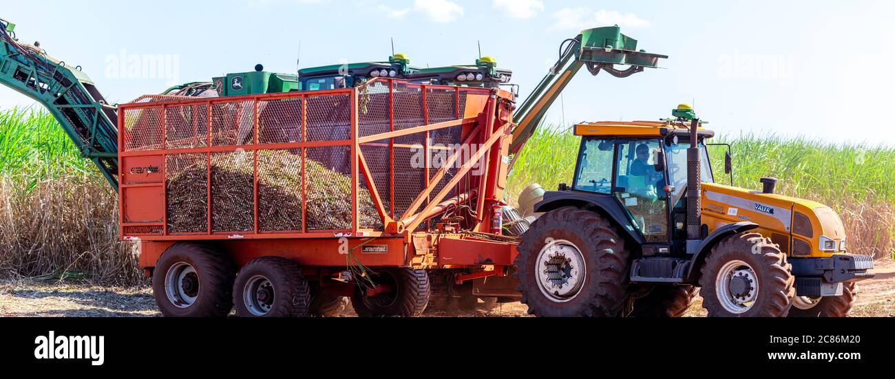 Machine harvesting sugar cane plantation Stock Photo - Alamy