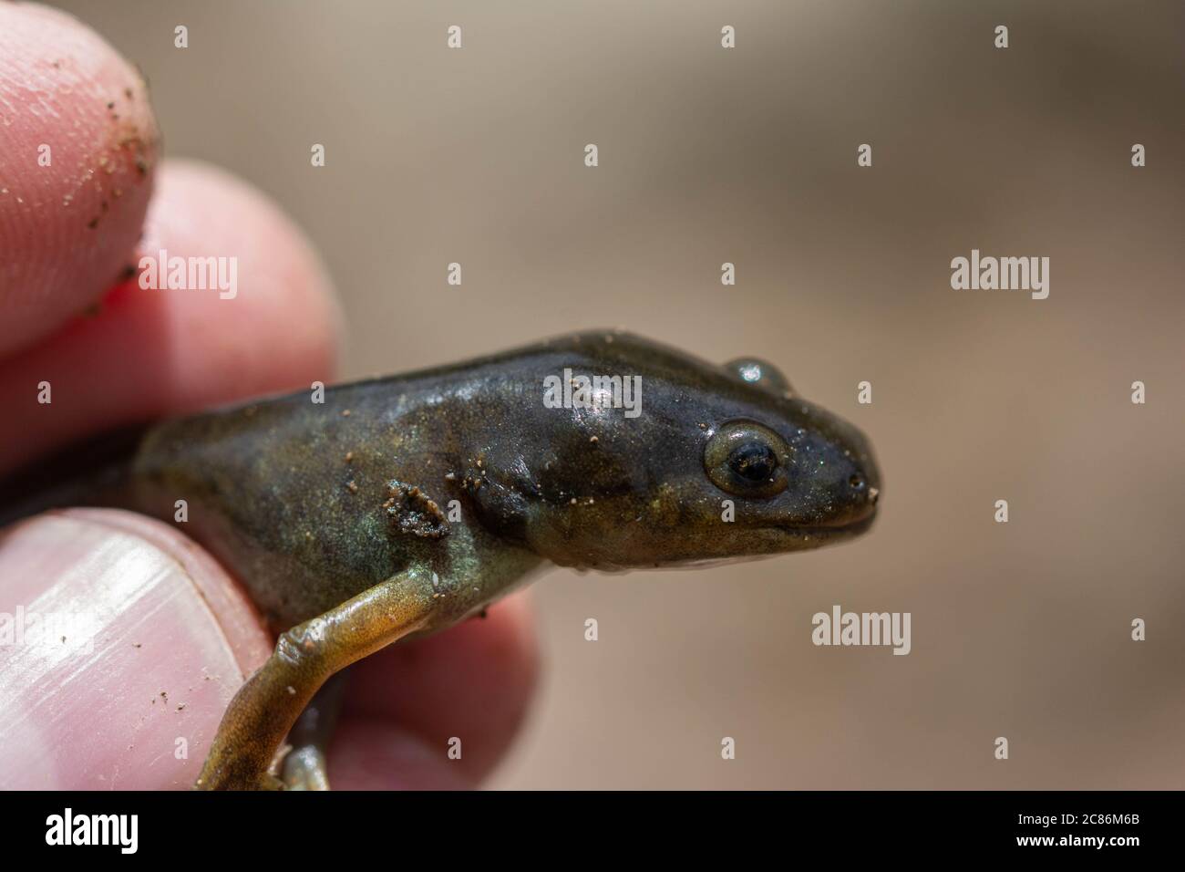 Tiger salamanders colorado hi-res stock photography and images - Alamy