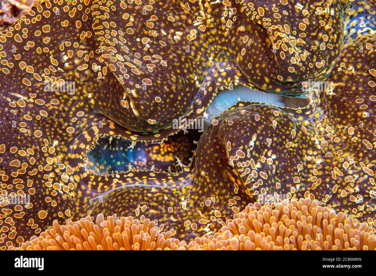A giant tridacna clam, Tridacna gigas, and anemone compete for space on ...