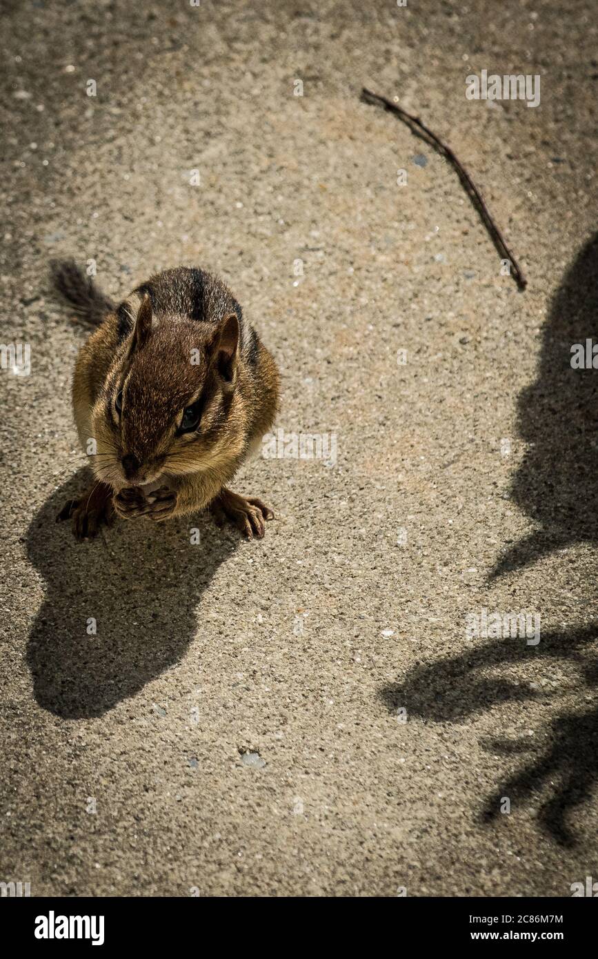 Cute chipmunk in backyard garden Stock Photo - Alamy