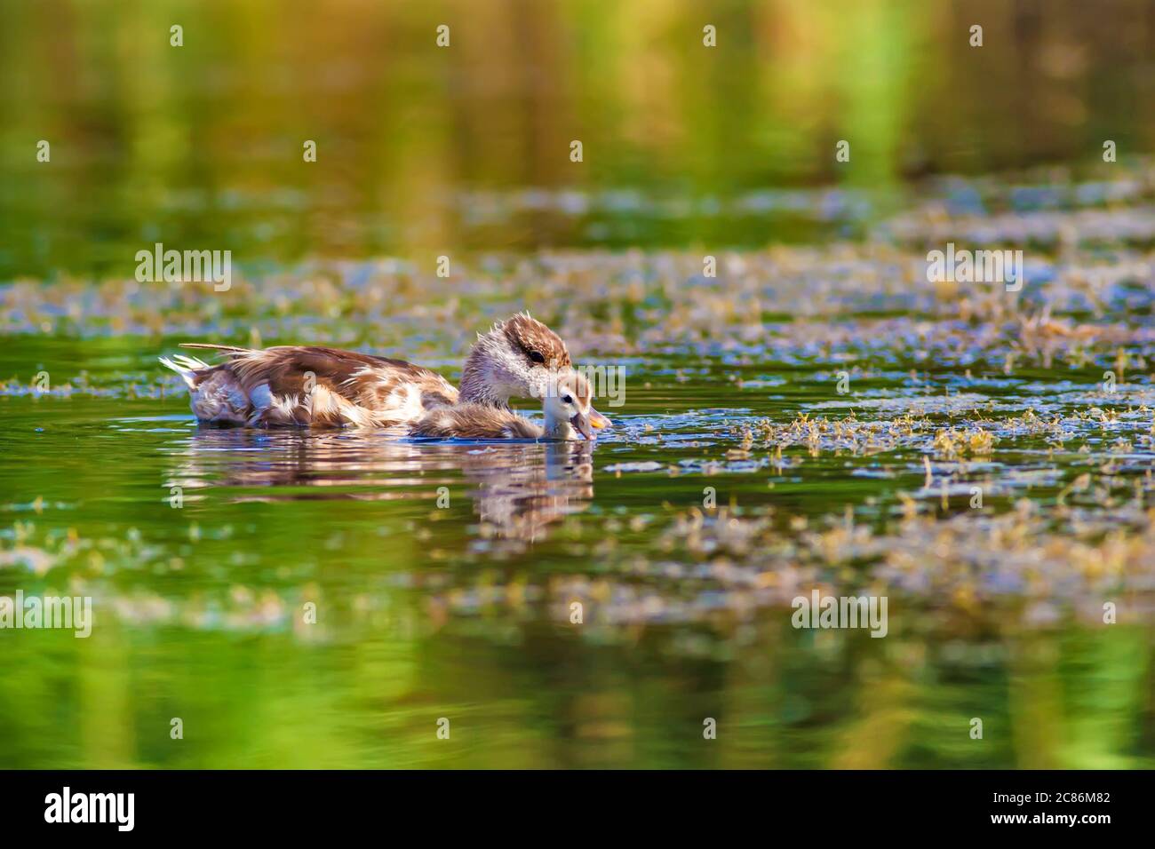 Duck. Red crested Pochard. Colorful nature habitat background. Common ...