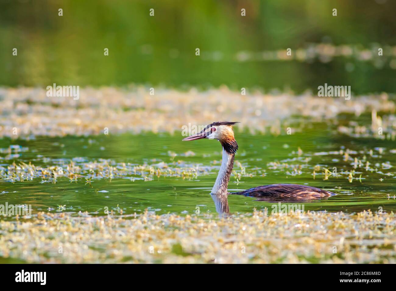 Water nature and birds. Nature background Stock Photo - Alamy