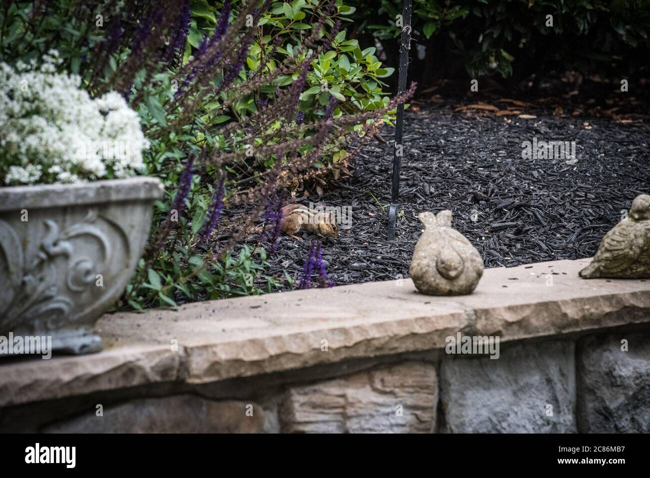 Cute chipmunk in backyard garden Stock Photo - Alamy